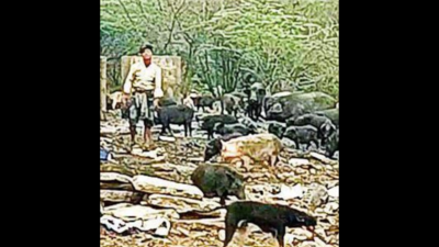 Residents Of Pallavaram Complain Of Pig Menace | Chennai News - Times ...