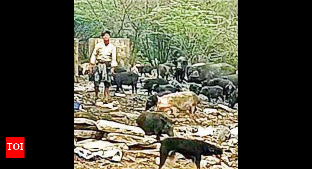 Residents Of Pallavaram Complain Of Pig Menace | Chennai News - Times ...