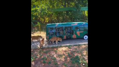 Tiger Viral Video: Tiger climbs onto a tourist vehicle as netizens ...