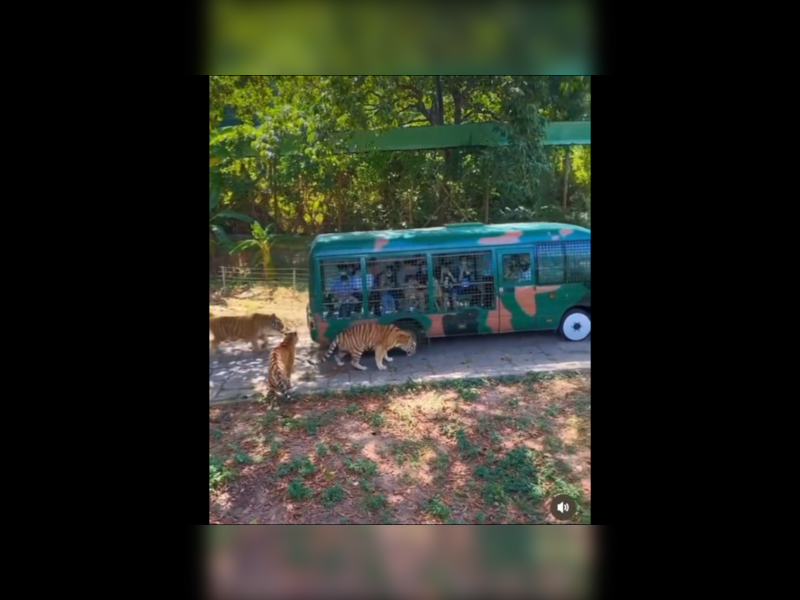 Tiger Viral Video: Tiger climbs onto a tourist vehicle as netizens ...