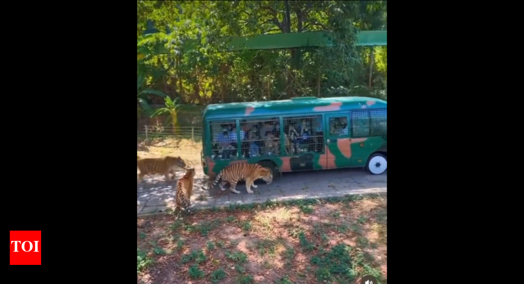 Tiger Viral Video: Tiger climbs onto a tourist vehicle as netizens ...