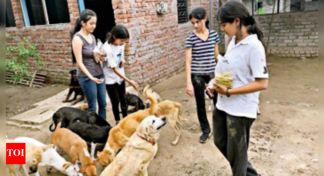 Pawsitive Sunday: People take rescue dogs out for a walk | Delhi News ...