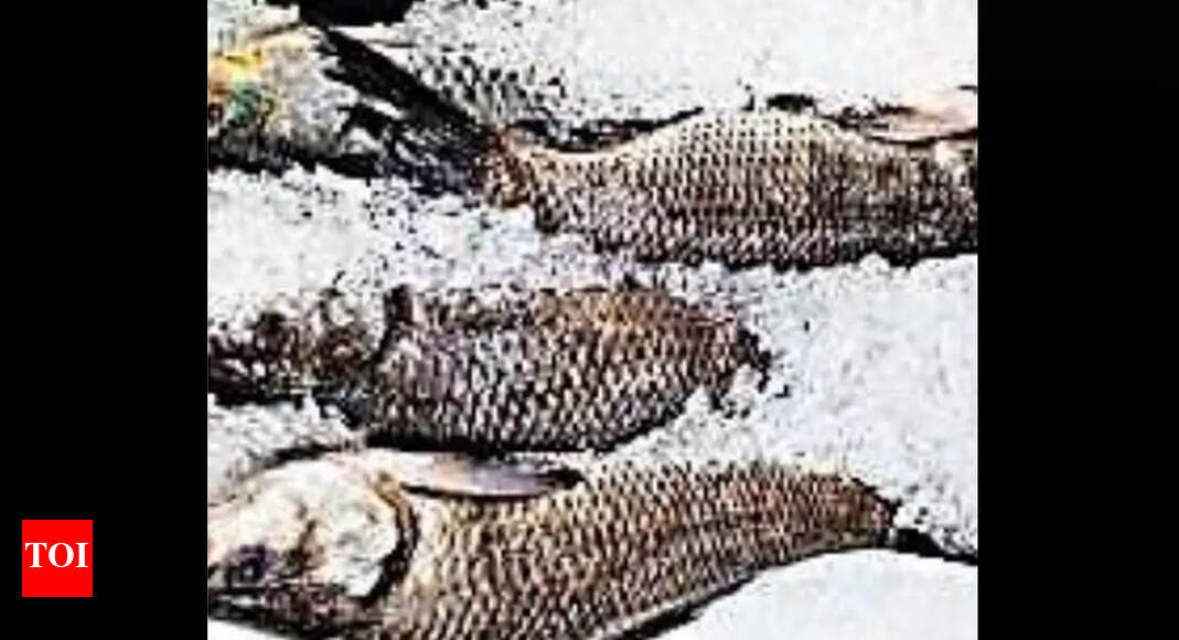 'Kolkata lab failed to ascertain if fish from Mizoram was laced with ...