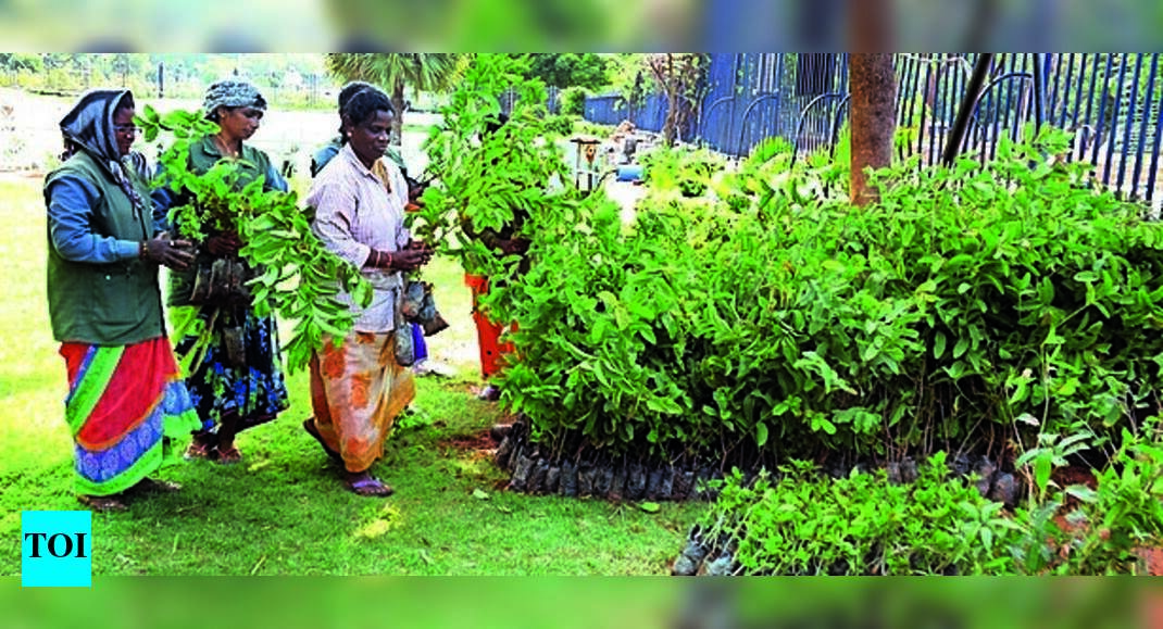 Haritha Haram Helps State Top Green-cover List | Hyderabad News - Times ...