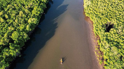 Forest Dept To Focus On Mangrove Protection Through Mishti Scheme ...