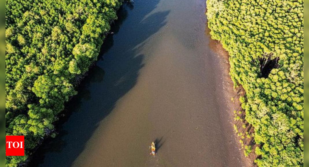 Forest Dept To Focus On Mangrove Protection Through Mishti Scheme ...