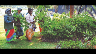 Haritha Haram Helps State Top Green-cover List | Hyderabad News - Times ...
