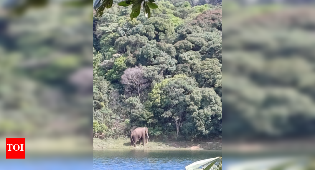 Wild elephant Arikomban translocated in dense forest - Times of India