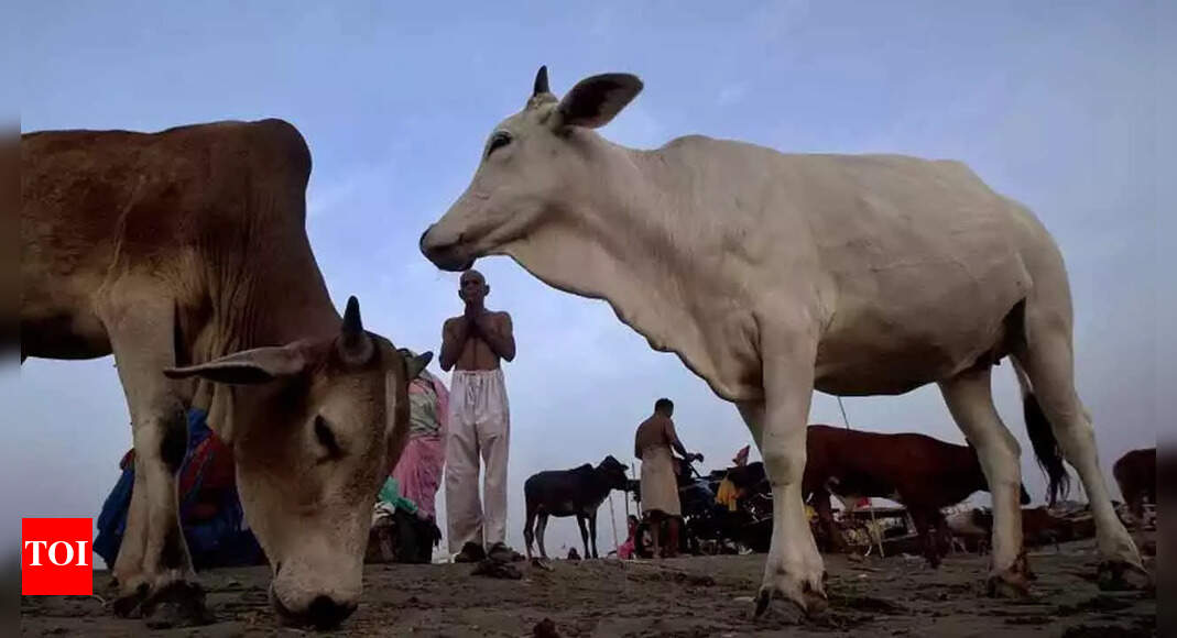 Anti Cow Slaughter Bill Karnataka: PETA India urges Karnataka to spare ...