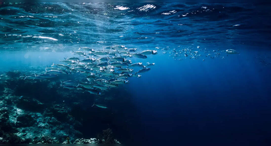 World Ocean Day: Unique ways to appreciate the mighty oceans of the ...