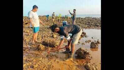 In special drive, students take up restoration of Chicalim mangroves ...