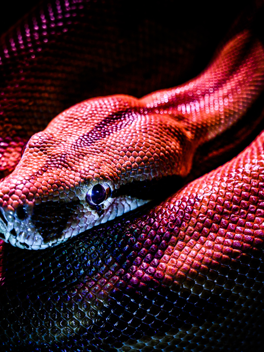 Wow! We stumbled upon pictures of these gorgeous snakes | Times of India