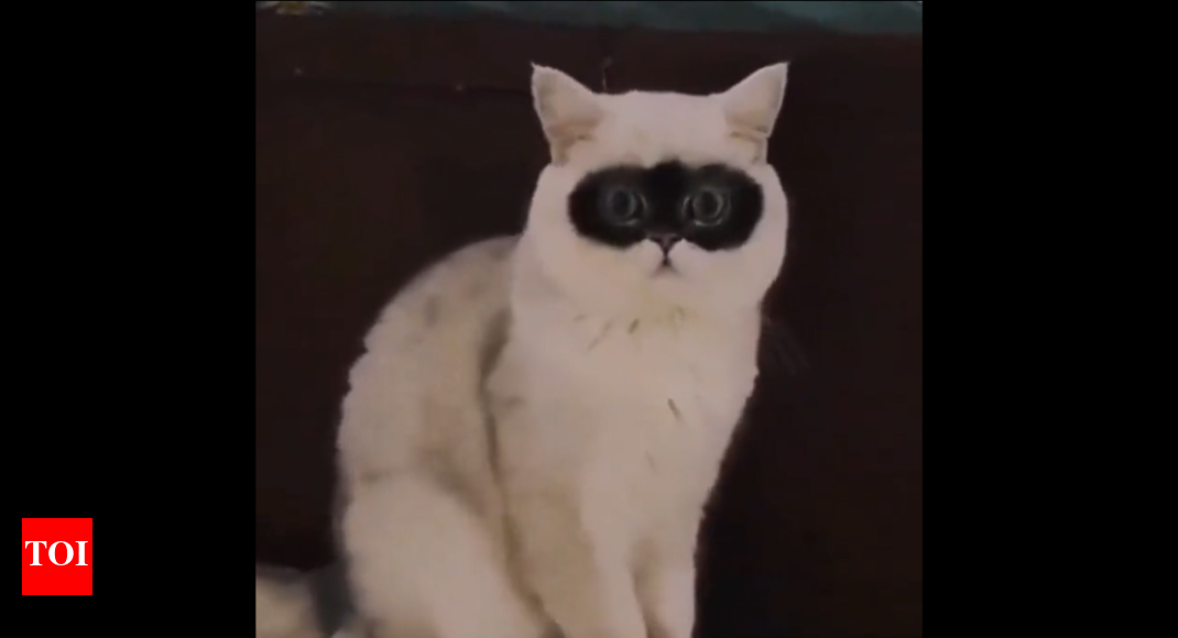 White cat goes viral wearing Apple Vision Pro mixed reality headset ...
