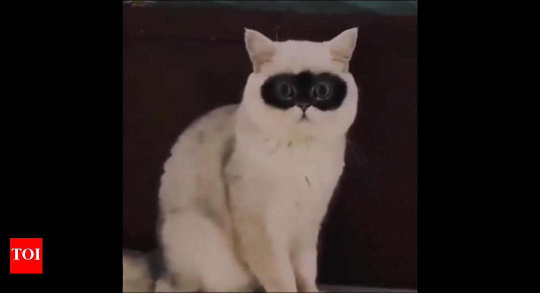White cat goes viral wearing Apple Vision Pro mixed reality headset ...