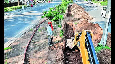 Trees Planted In Feb, Trenches Dug On Sec 9 Road Divider Now ...
