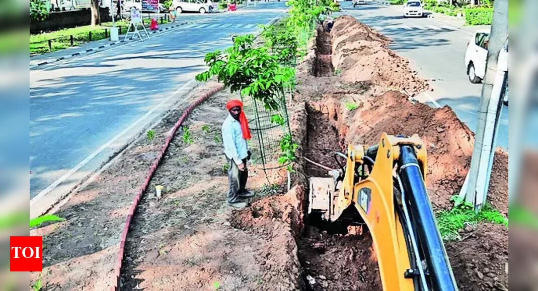 Trees Planted In Feb, Trenches Dug On Sec 9 Road Divider Now ...