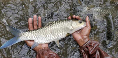 Tata Power unveils photographic guide on Mahseer fish conservation ...