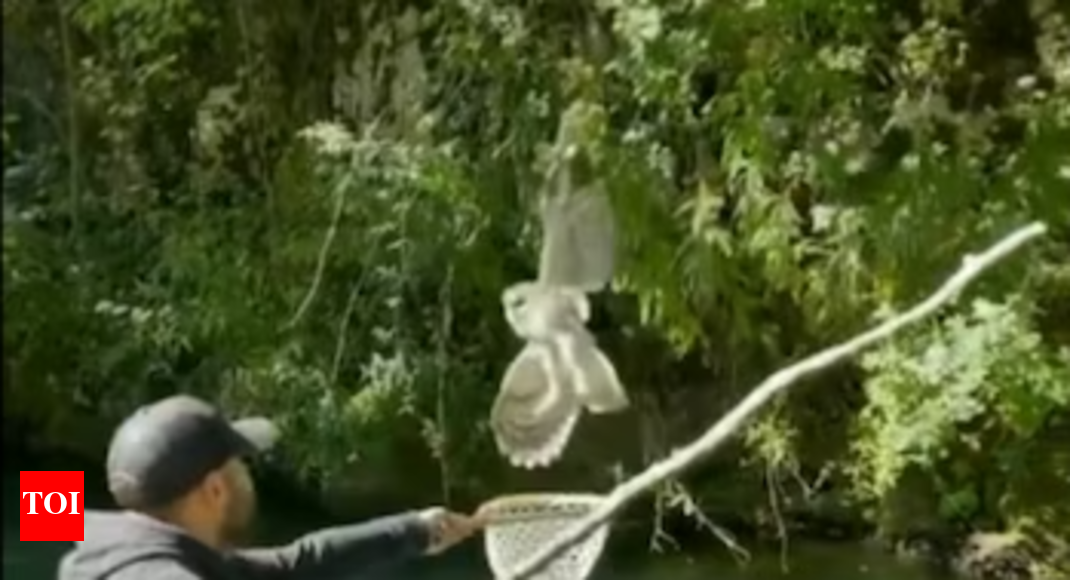 Man saves a terrified owl stuck on the tree - Times of India