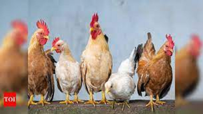 Chicken Prices Soar In Ap After Heat Blow To Poultry | Visakhapatnam ...