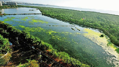 Greens to Cidco: Let go of Nerul wetlands golf course plan as Kharghar ...
