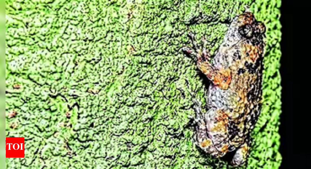 Sammilan Shettys Butterfly Park: Butterly Park To Host Frog Workshop ...