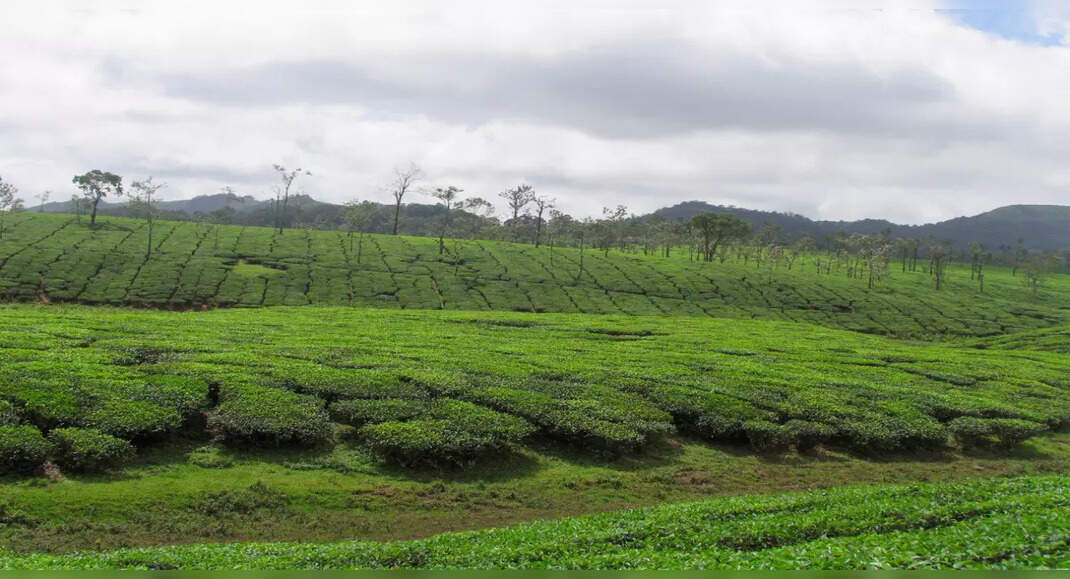 Nelliyampathy Hills: A nature lover's paradise in God's Own Country ...