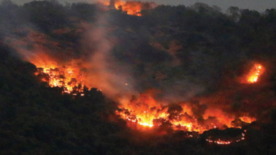 With surging heat, forest fires flare up | Dehradun News - Times of India
