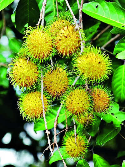 Kolhapur: Rambutan Tree Spotted In Maharashtra For The 1st Time ...
