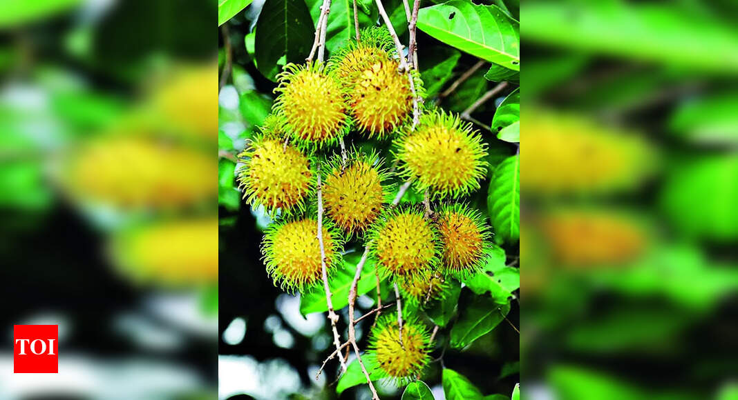 Kolhapur: Rambutan Tree Spotted In Maharashtra For The 1st Time ...