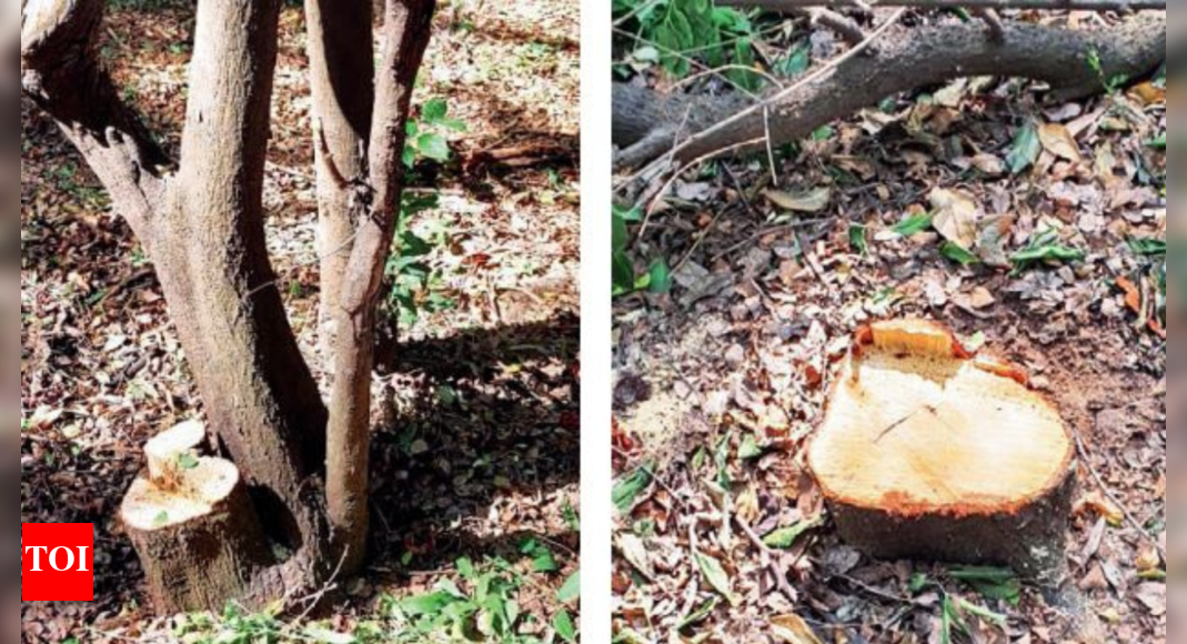Dozen Sandalwood Trees Cut Down In Defence Land | Hyderabad News ...