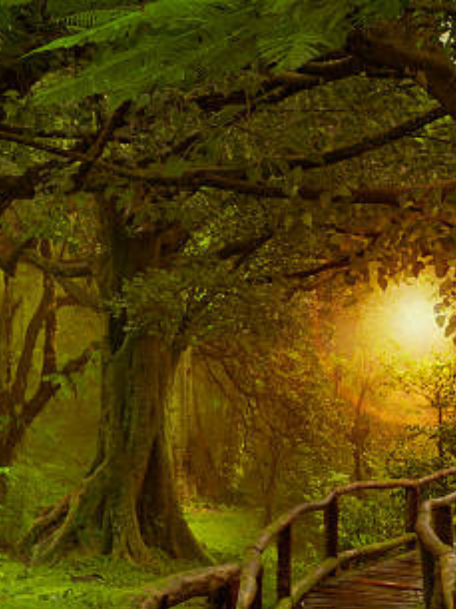 Explore Rich Biodiversity With These 5 Breathtaking Rainforest In India ...