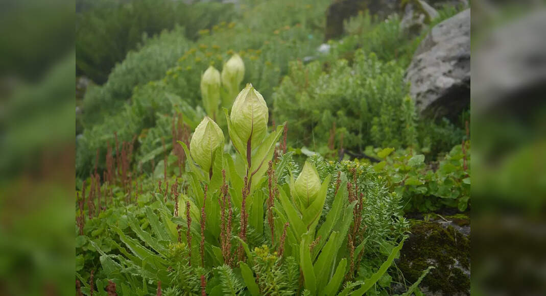 Brahma Kamal: The divine flower of Uttarakhand Himalayas, India ...