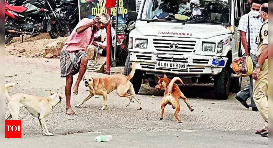 Govt to move HC for changing rules on dealing with strays ...
