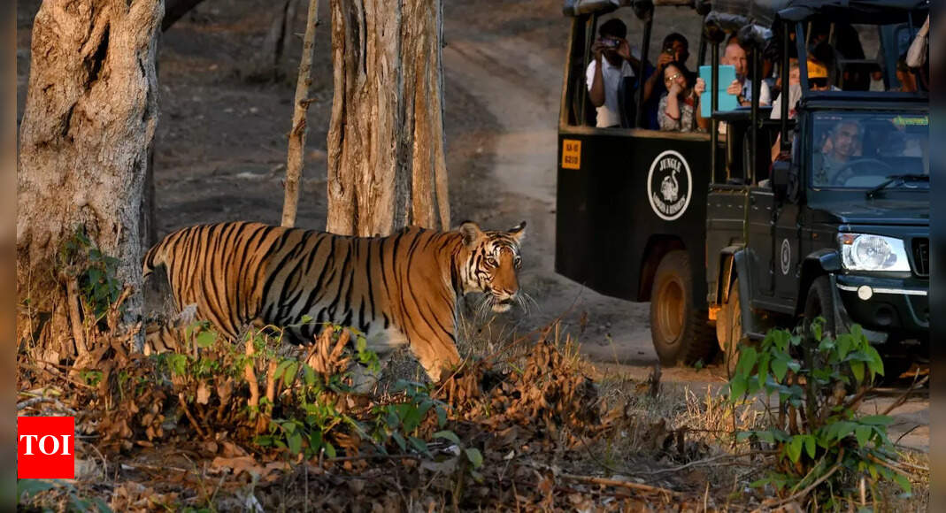 Nauradehi to get tiger reserve tag, seventh in Madhya Pradesh | Bhopal ...