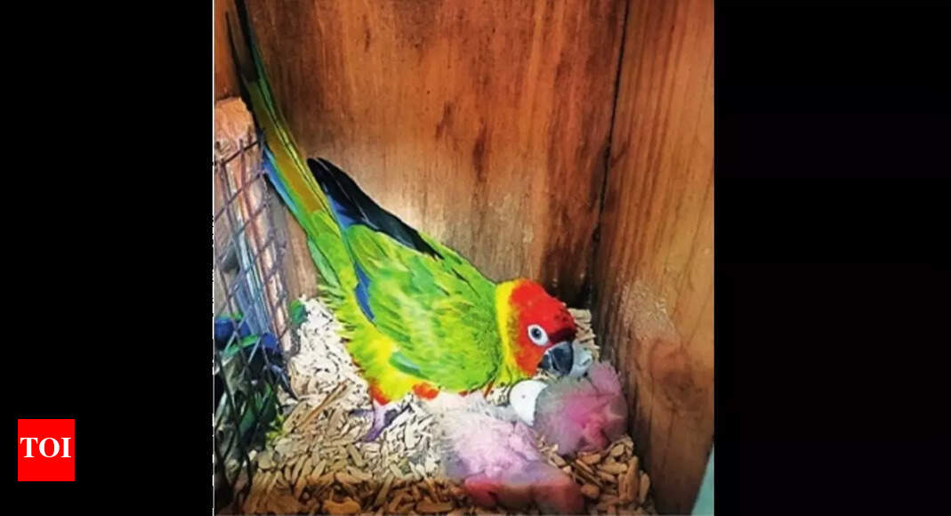 Daddy Cool! Father birds send out message of love | Mumbai News - Times ...