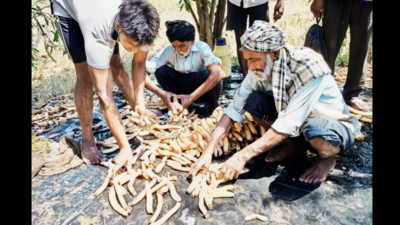 Far from Valley's lakes, 'nadru' blooms in Ajnala | Amritsar News ...