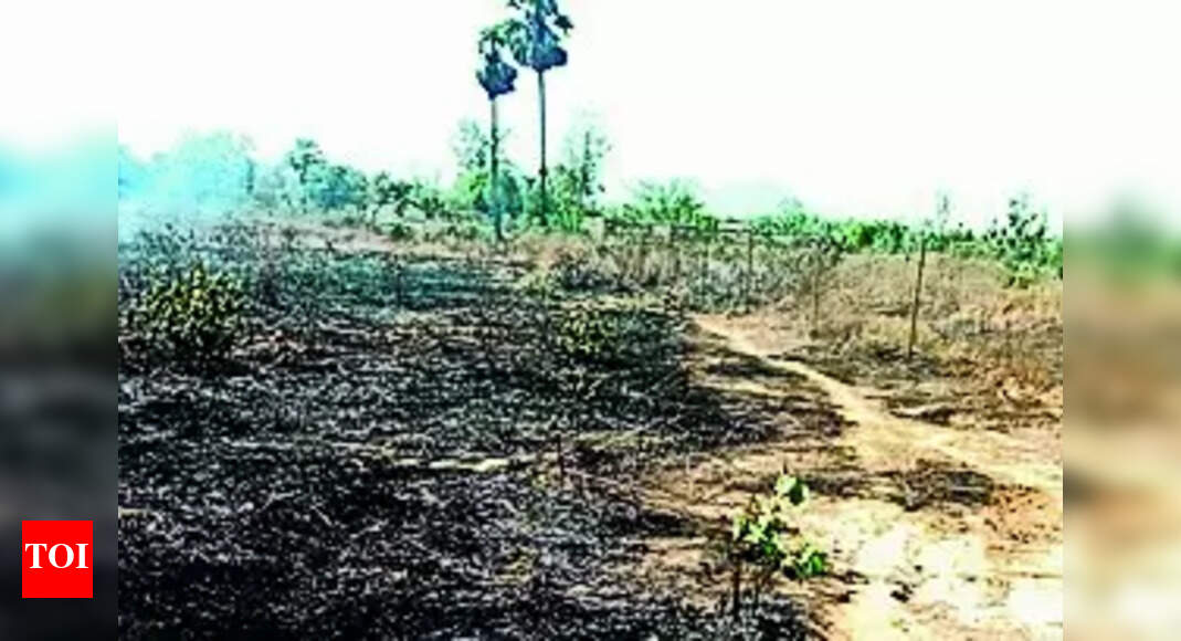 Mango: 150 Mango Trees Gutted In Palamu Orchard | Ranchi News - Times ...