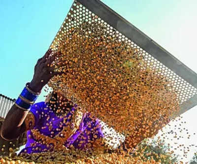 Iisr Develops 3 Soyabean Varieties | Indore News - Times of India