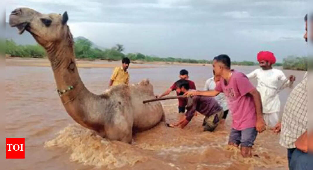 Biparjoy: Cyclone Biparjoy: Rain stops after pounding Rajasthan's ...