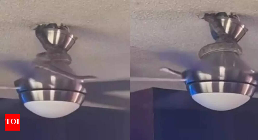 Terrifying video shows snake gliding from the ceiling and flying right ...