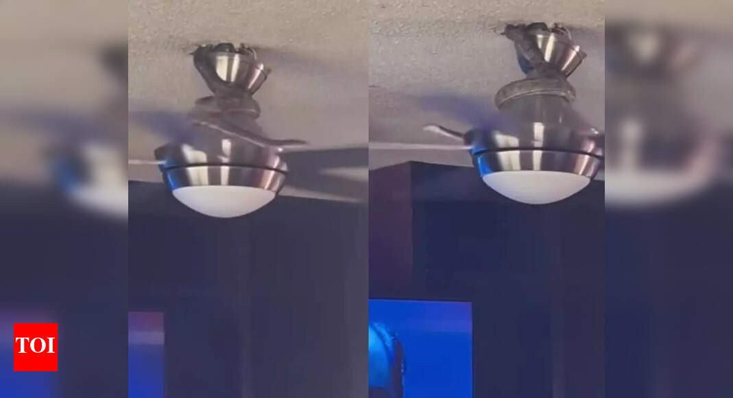 Terrifying video shows snake gliding from the ceiling and flying right ...