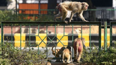 Why Delhi can't get monkey off its back: Faulty approach and lack of ...