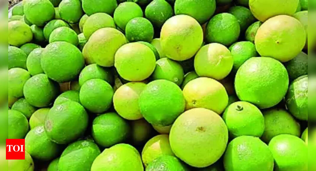 Indi 2nd Indian Lime Variety To Earn Gi Tag | Hubballi News - Times of ...
