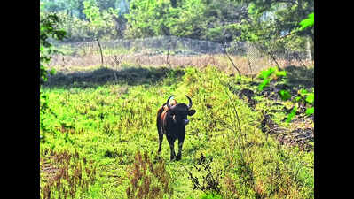 Kolhapur: Gaur Injures Farmer In Ajara; Sixth Such Incident In 3 Months ...