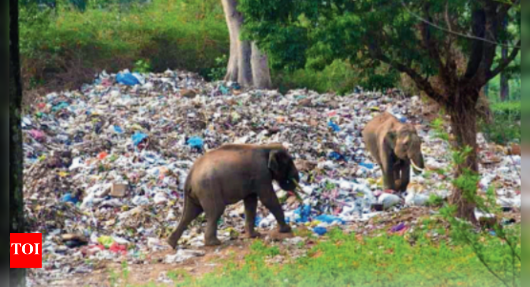 Killing wildlife: One plastic bag at a time | Chennai News - Times of India