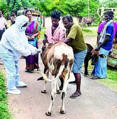 Heifer: Heifer Calves To Get Brucellosis Vaccine | Madurai News - Times ...