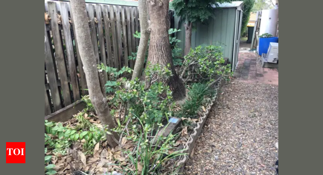 There is a python hidden in this image; we challenge you to spot the ...