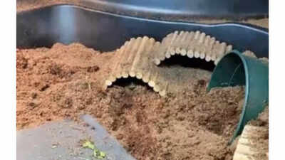 Optical Illusion: Can you spot the camouflaged turtle in this image ...