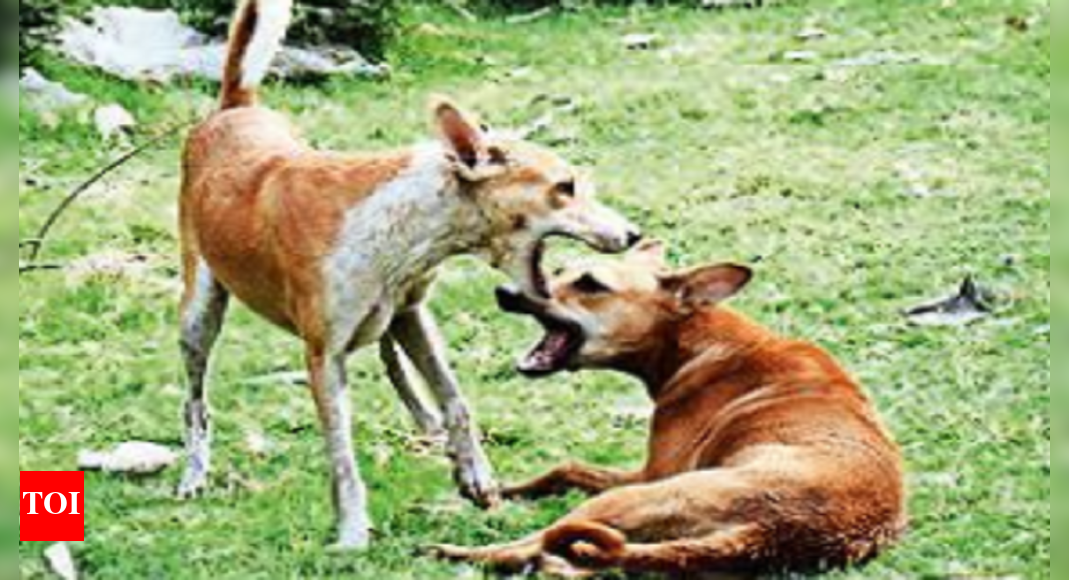 1 1-yr-old girl hurt in attack by stray dogs | Hyderabad News - Times ...