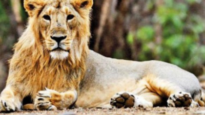 Gujarat: Power bills for STP unpaid, Gir lions drink polluted river ...